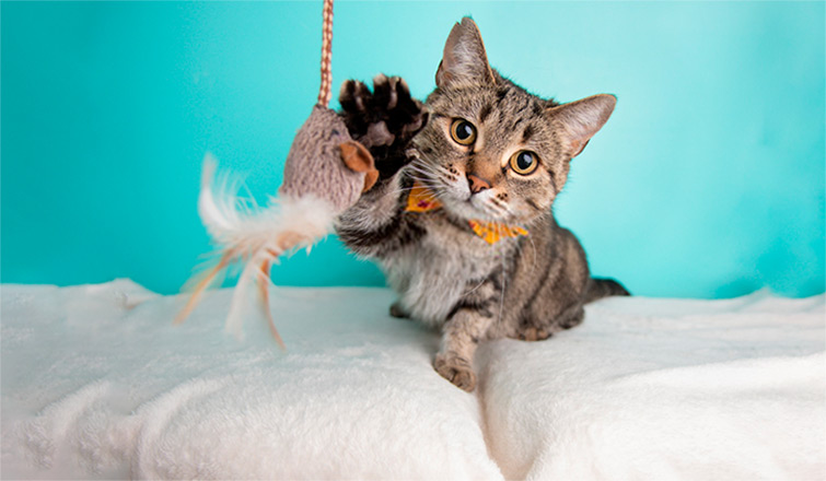 5 Wild Cat Exercises to Help Indoor Cats Stay Fit - Bravecto Blog
