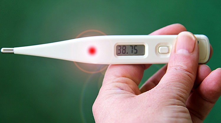 Mango Fly Worms: How to Spot and Eliminate them - Bravecto Blog