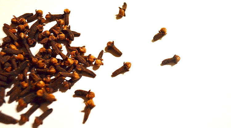 Mango Fly Worms: How to Spot and Eliminate them - Bravecto Blog