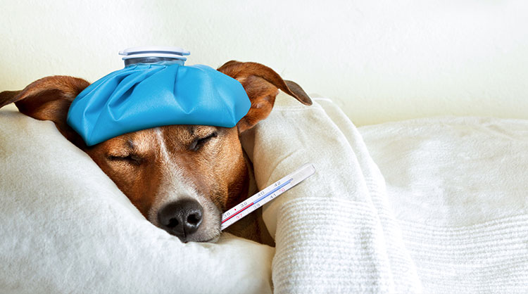 The Complete Guide To Ticks on Dogs - Bravecto Blog