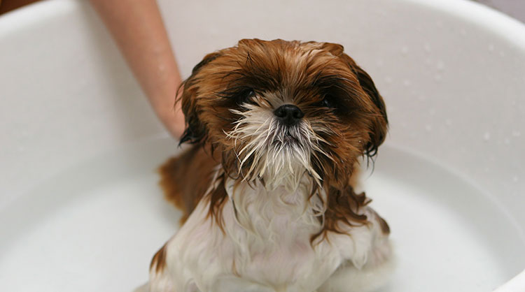 Mango Fly Worms: How to Spot and Eliminate them - Bravecto Blog