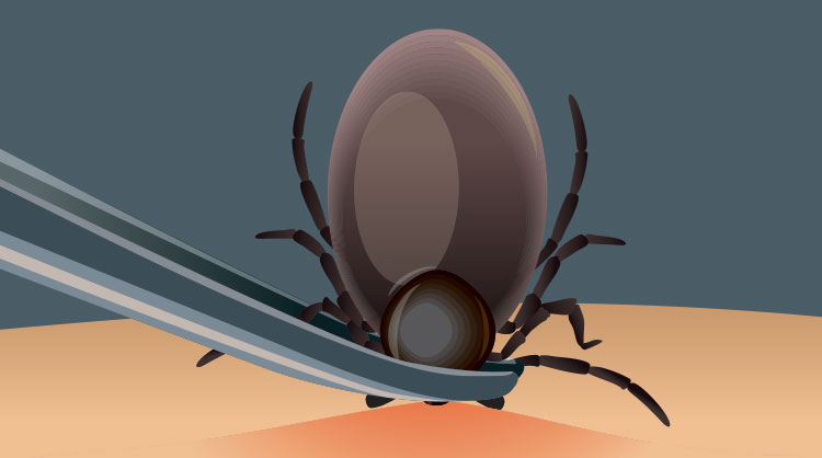 The Complete Guide To Ticks on Dogs - Bravecto Blog