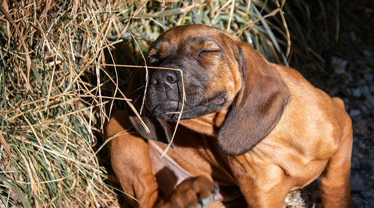 Mango Fly Worms: How to Spot and Eliminate them - Bravecto Blog