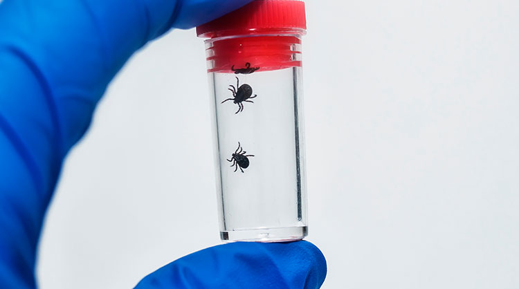 The Complete Guide To Ticks on Dogs - Bravecto Blog