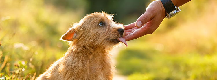 Signs that your dogs depressed - Bravecto Blog