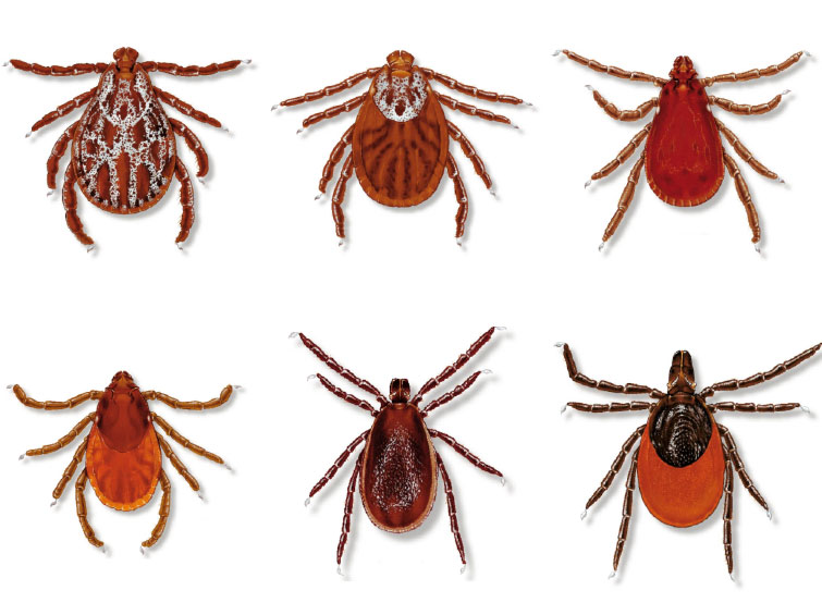 6 Tick-Borne Diseases to Keep At Bay - Bravecto Blog