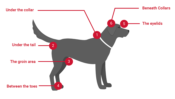 Where To Look For Ticks On Your Dog - Bravecto Blog