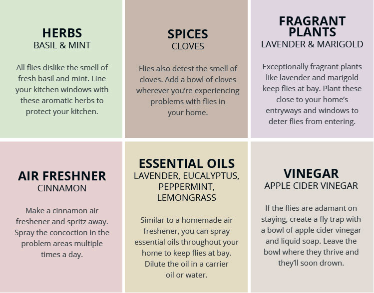 Mango Fly Worms: How to Spot and Eliminate them - Bravecto Blog